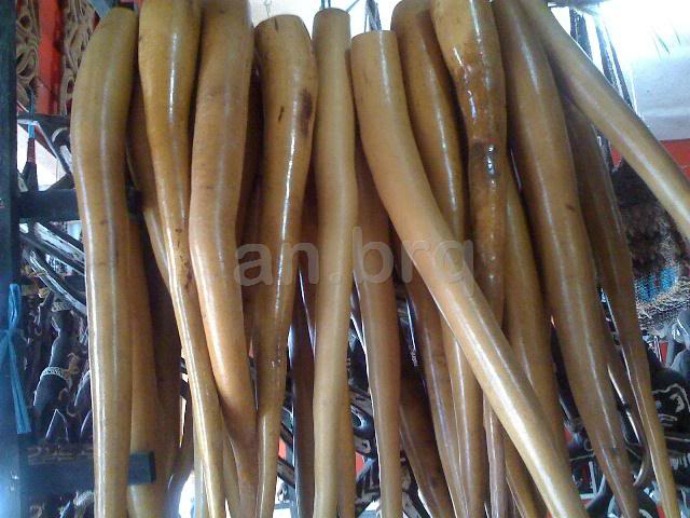 Pohon Koteka, Dari Sinilah Asal Pakaian Tradisional Masyarakat Papua