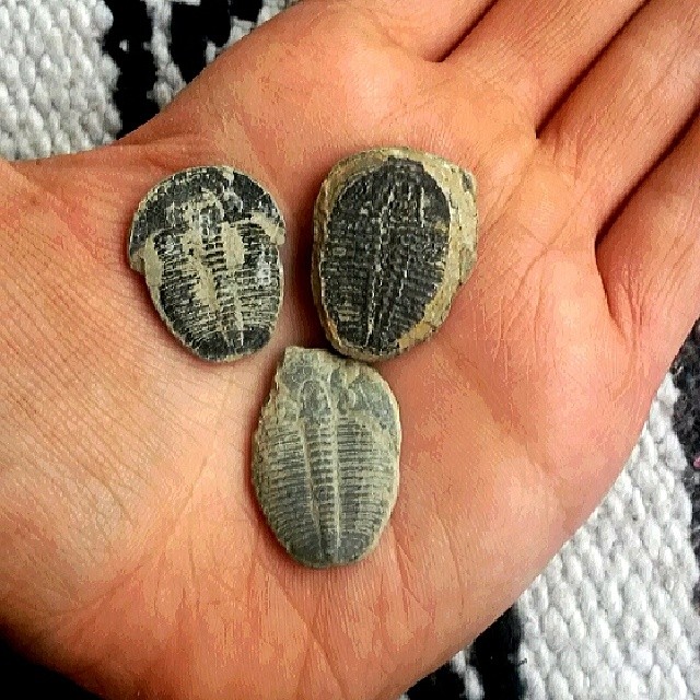 Di Tempat Ini Traveler Bisa Menggali Fosil dan Memilikinya Sendiri