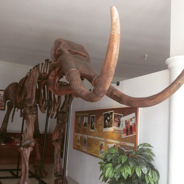 Wow, Museum Ini Menyimpan Fosil Gajah Purba Berukuran Raksasa