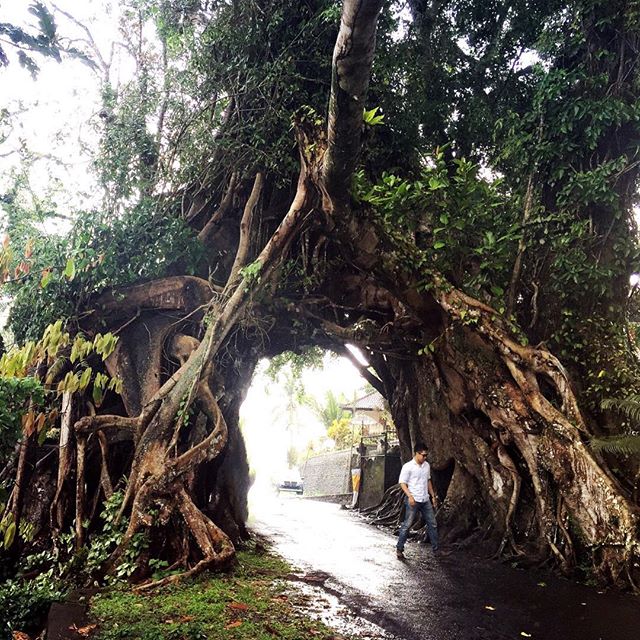 Sudah Tahu Bali Punya Terowongan Pohon Sebesar Ini?