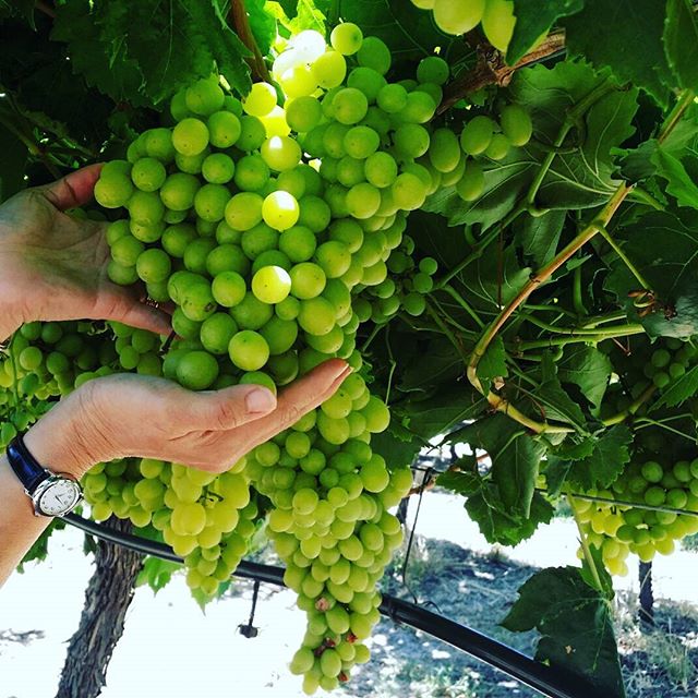 9 Kota Dengan Julukan Buah di Pulau Jawa