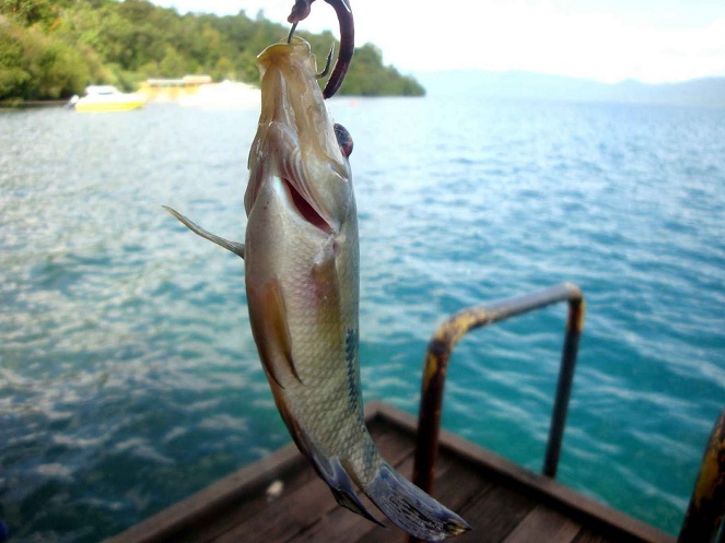 Menguak Keindahan dan Keistimewaan Danau Purba Matano di Sulawesi Selatan