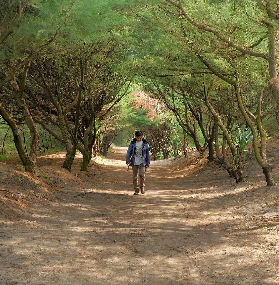 Bak Musim Semi di Korea Selatan, Cemoro Sewu Jangan Sampai Kamu Lewatkan