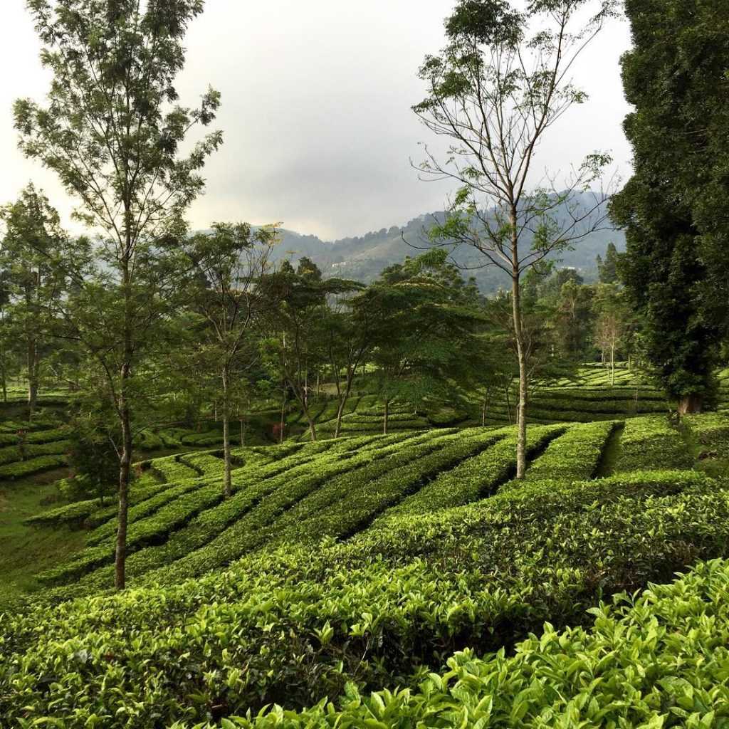 10 Kebun Teh Paling Fotogenik untuk Menikmati Sunrise