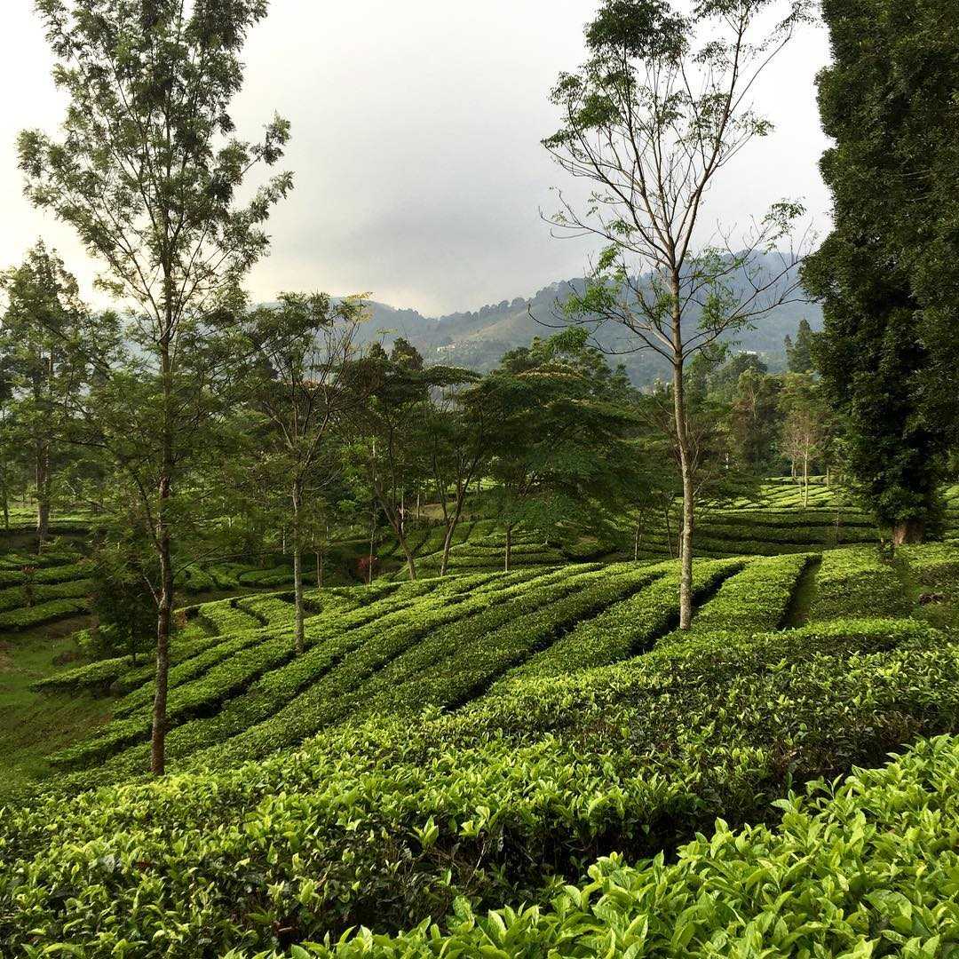 10 Kebun Teh Paling Fotogenik untuk Menikmati Sunrise