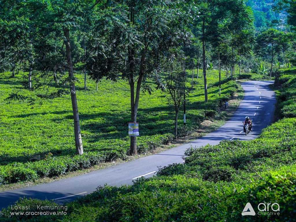 10 Kebun Teh Paling Fotogenik untuk Menikmati Sunrise