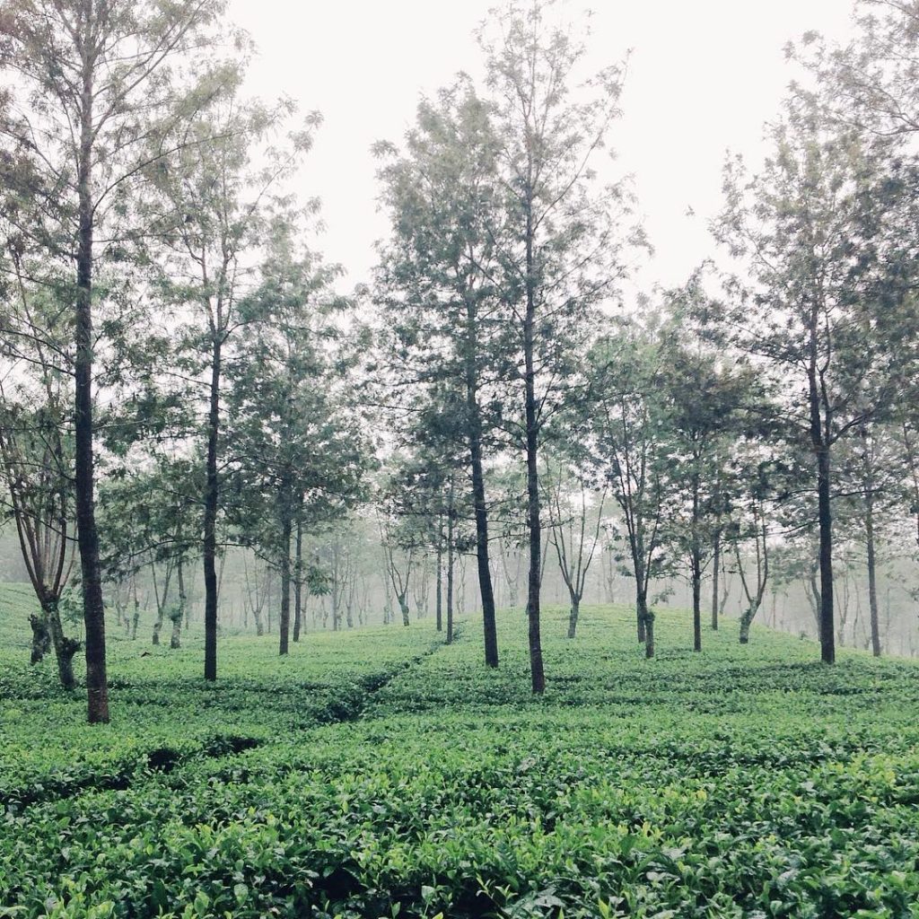 Objek Wisata dan Kuliner Lezat Malang di Singosari