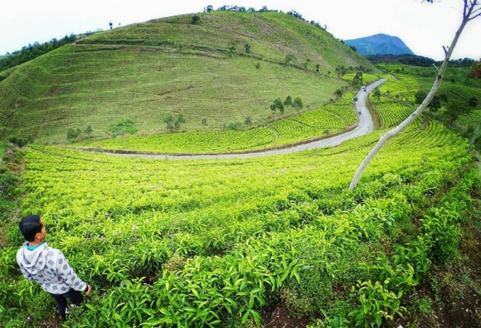 Agrowisata Kaligua, Tempat Wisata Tersembunyi Untuk Liburan Keluarga