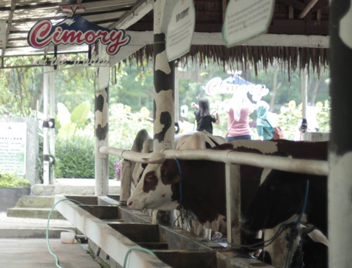 Liburan ke Pabrik Susu Cimory di Ungaran, Keren Untuk Foto