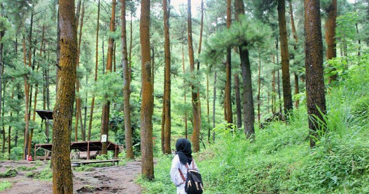 Gunung Beruk, Wisata Alam Indah di Ponorogo