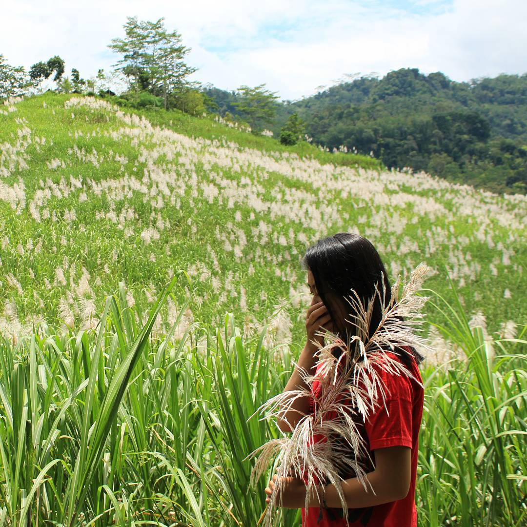 Kebun Tebu, Wisata Unik di Kulon Progo, Yogyakarta