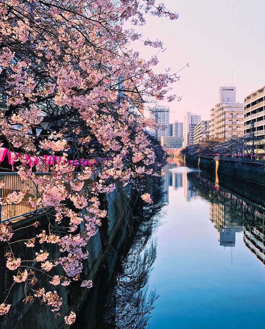 Sakura Sedang Mekar di Jepang, Bikin Kamu Pengen Langsung Ke Sana