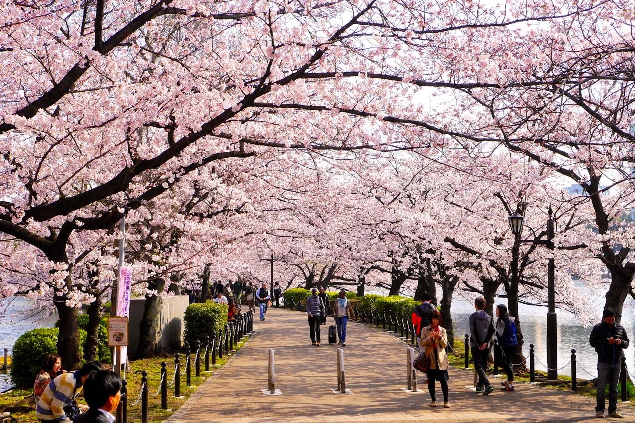 Sakura Sedang Mekar di Jepang, Bikin Kamu Pengen Langsung Ke Sana