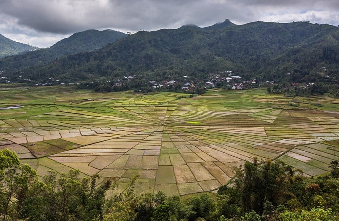 Sawah Laba-laba, Pesona Flores yang Bikin Mata Adem