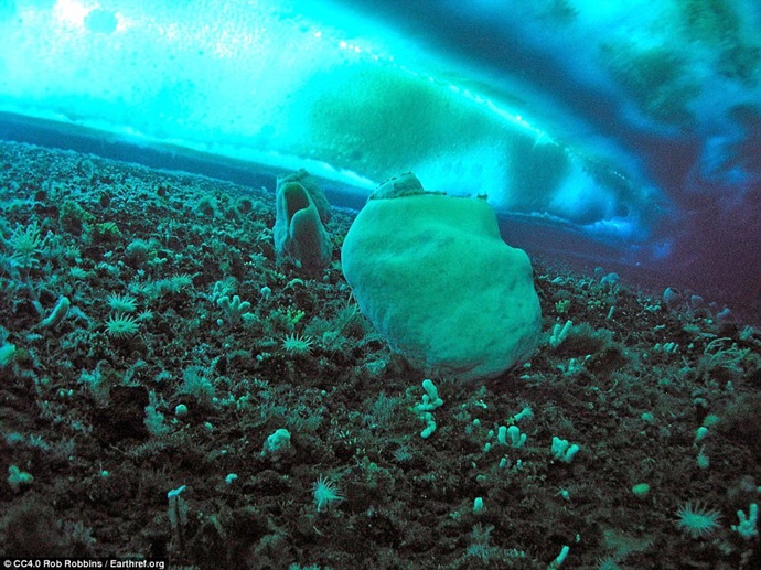 Mengunjungi Pohon dan Binatang Tertua di Dunia, Usianya Ribuan Tahun!