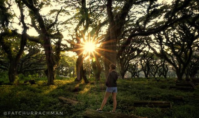 Hutan Unik dan Indah di Indonesia, Pemandangannya Bagai Alam Fantasi