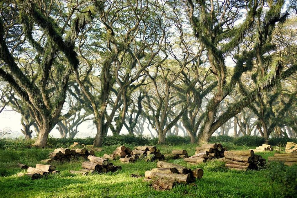 Hutan Unik dan Indah di Indonesia, Pemandangannya Bagai Alam Fantasi
