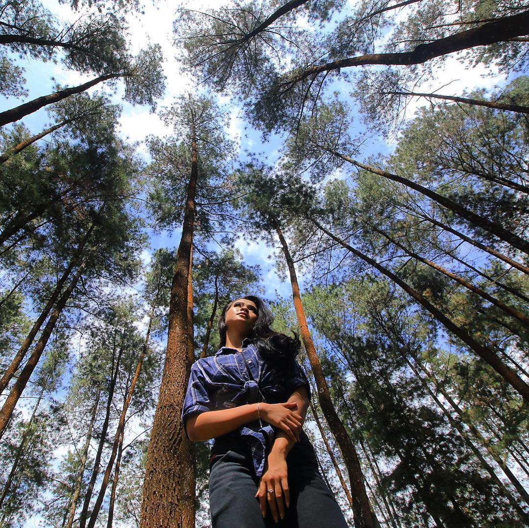 Delapan Wisata Bernuansa Hutan Pinus di Jawa Timur dengan Panorama ...