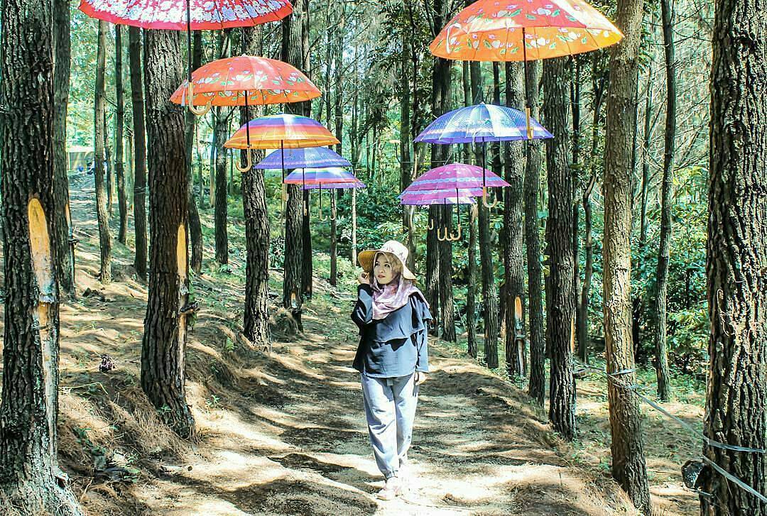 Delapan Wisata Bernuansa Hutan Pinus di Jawa Timur dengan Panorama ...