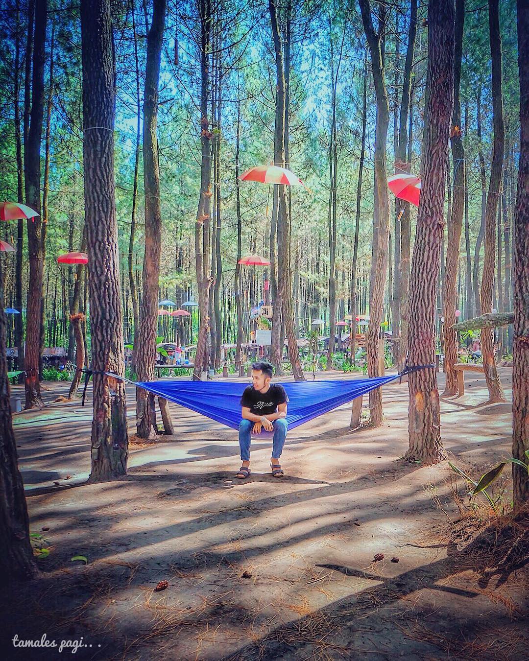 Delapan Wisata Bernuansa Hutan Pinus di Jawa Timur dengan Panorama ...