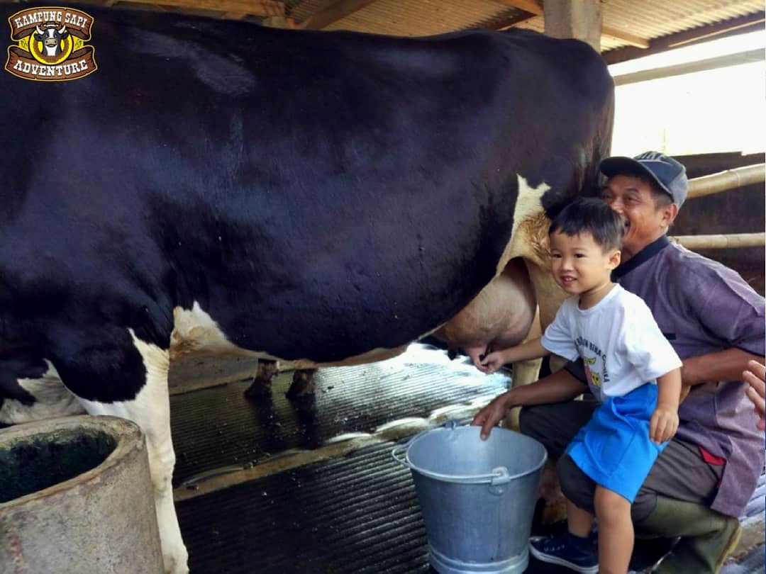 Mengasyikkan dan Seru, Wisata Edukasi Kampung Sapi di Kota Batu