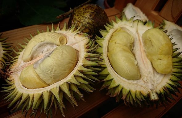 Serupa Tapi Tak Sama, Ini Buah Asli Kalimantan yang Mirip Durian
