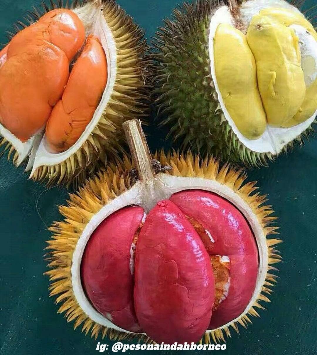 Serupa Tapi Tak Sama, Ini Buah Asli Kalimantan yang Mirip Durian
