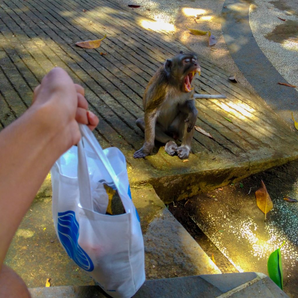 Tips Liburan ke Tempat Wisata dengan Monyet yang Jadi Tuan Rumah