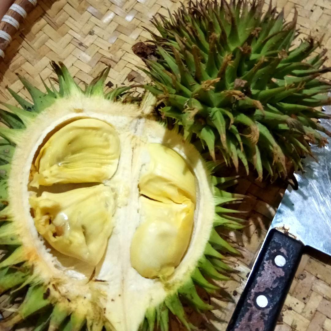 Serupa Tapi Tak Sama, Ini Buah Asli Kalimantan yang Mirip Durian