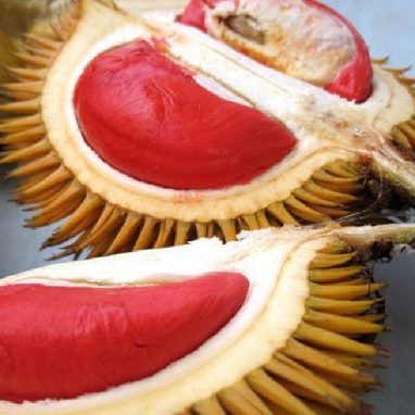 Serupa Tapi Tak Sama, Ini Buah Asli Kalimantan yang Mirip Durian