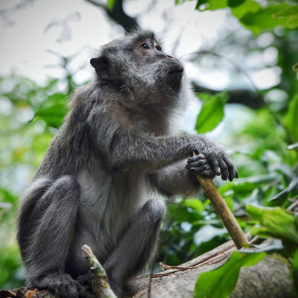 Lebih Dekat dengan Alam di Tempat Wisata dengan Monyet yang Hidup Bebas