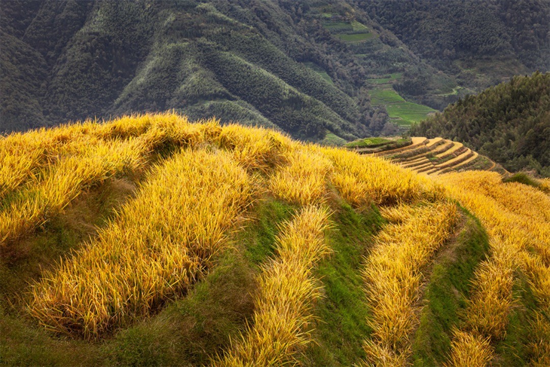 Tak Hanya di Indonesia, Ini Destinasi dengan Terasering Sawah yang Memukau