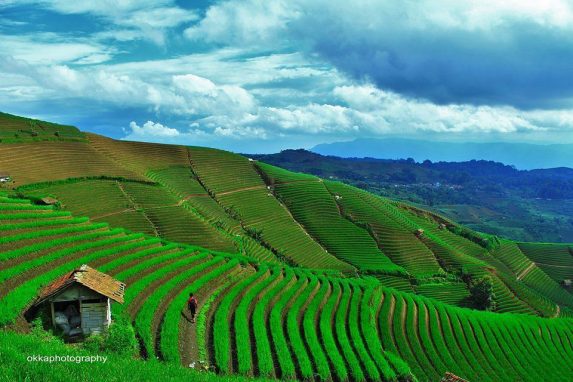 Destinasi Wisata Terasering Cantik di Indonesia, Undakan Sawah Instagenic