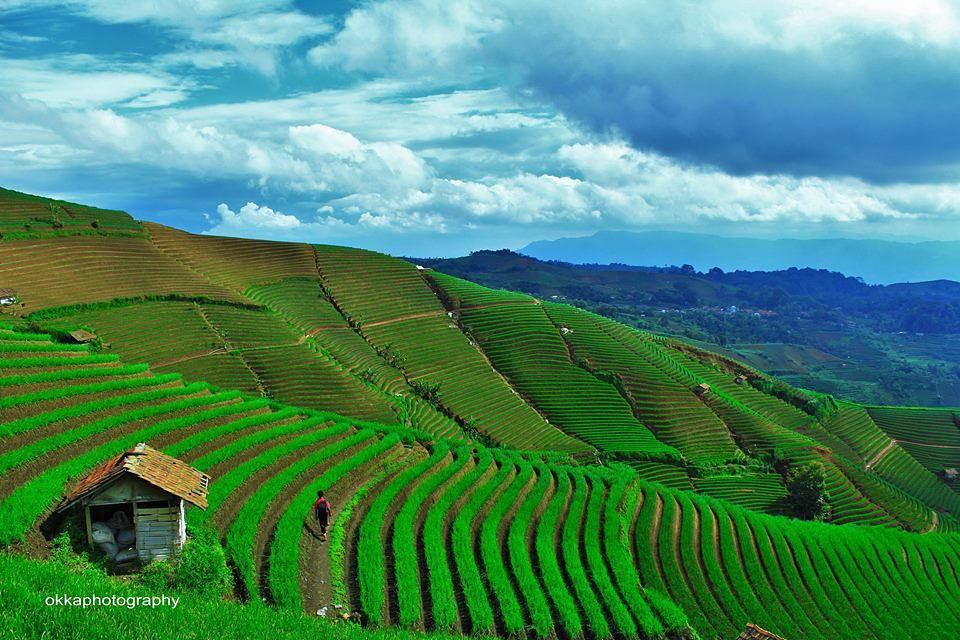 Destinasi Wisata Terasering Cantik di Indonesia, Undakan Sawah Instagenic