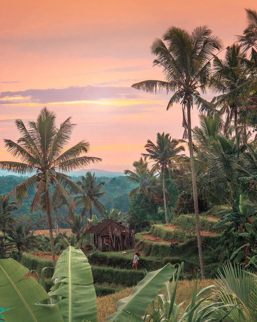 Destinasi Wisata Terasering Cantik di Indonesia, Undakan Sawah Instagenic