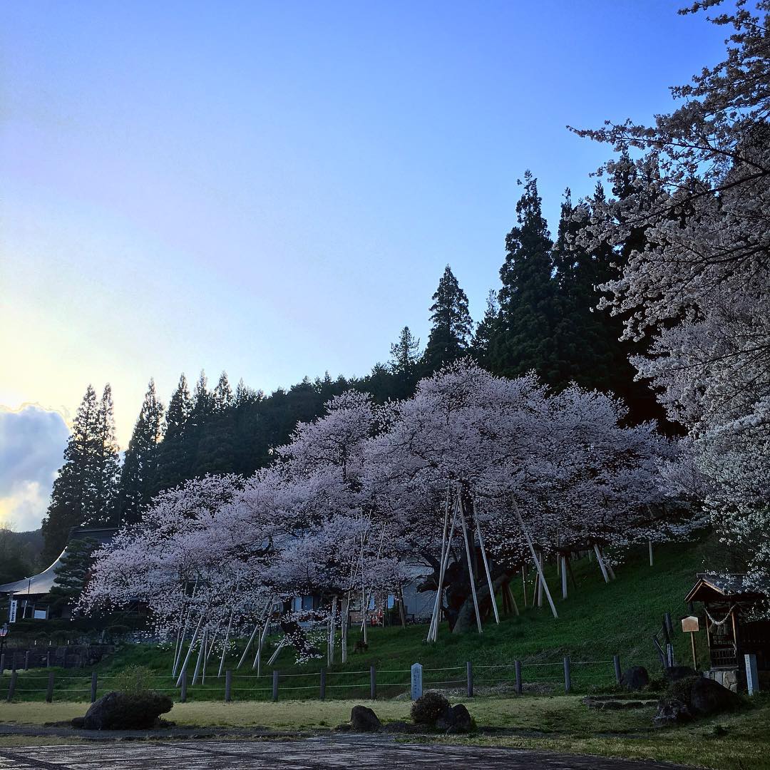 Prefektur Gifu, Tempatnya Sakura dan Kue Khas Jepang