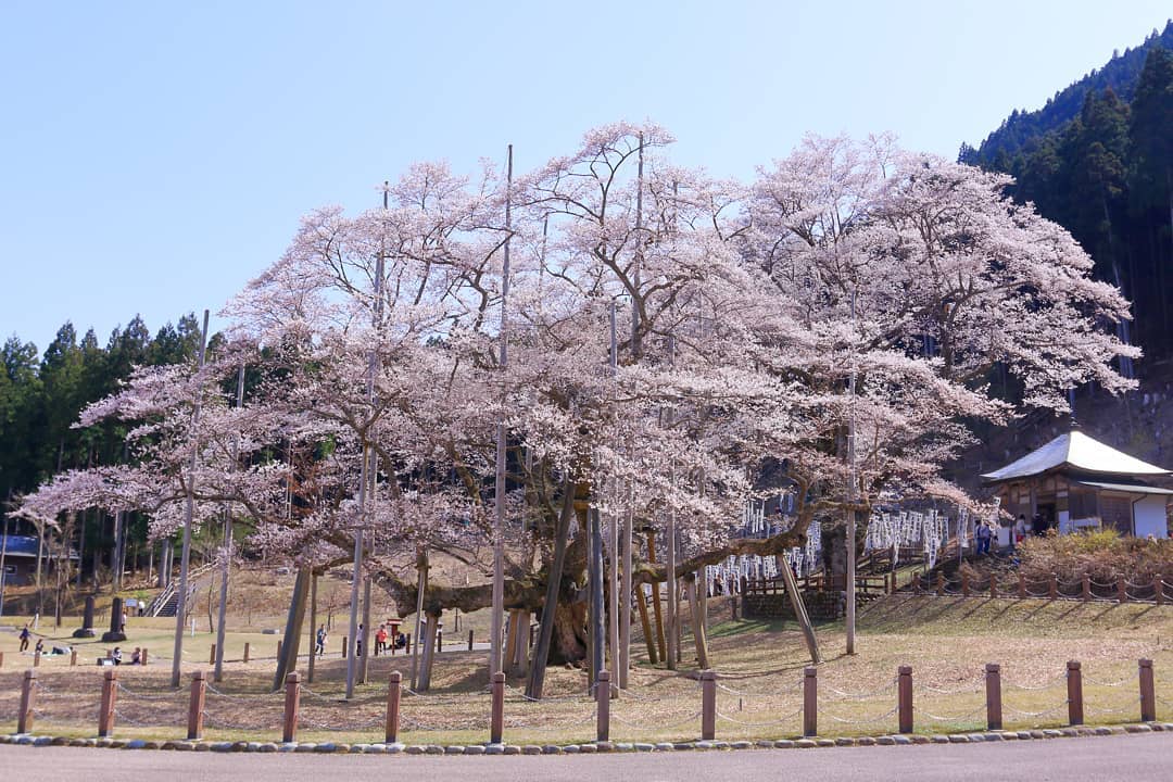 Prefektur Gifu, Tempatnya Sakura dan Kue Khas Jepang