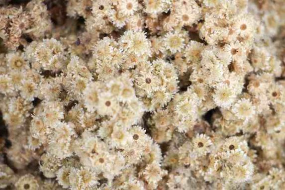 Cegah Kepunahan, Masyarakat Bromo buat Desa Wisata Edelweis