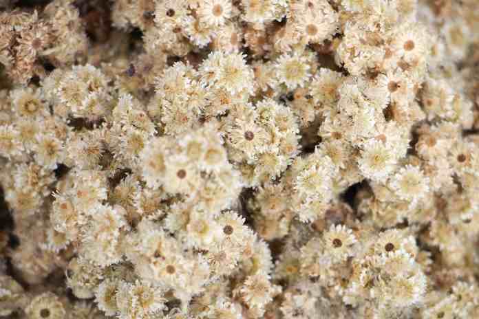 Cegah Kepunahan, Masyarakat Bromo buat Desa Wisata Edelweis