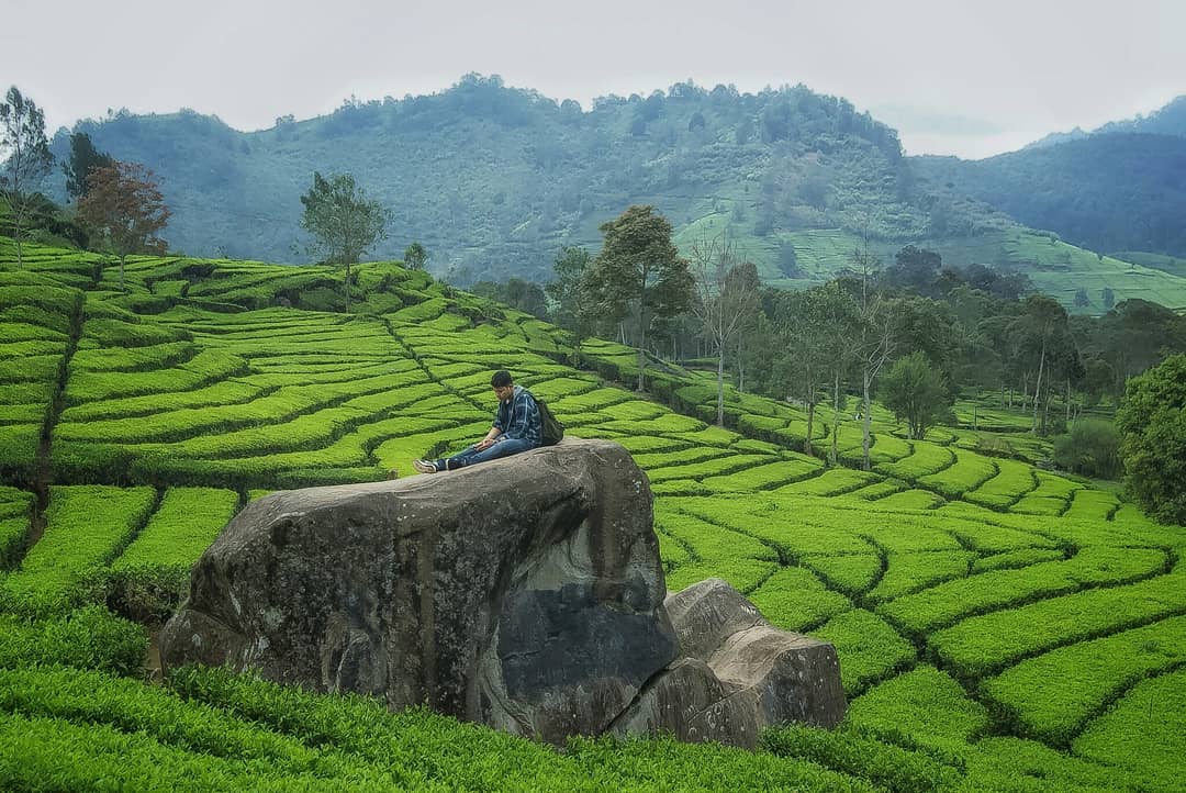 Menengok Empat Kebun Teh yang Telah Beroperasi Sejak Zaman Belanda