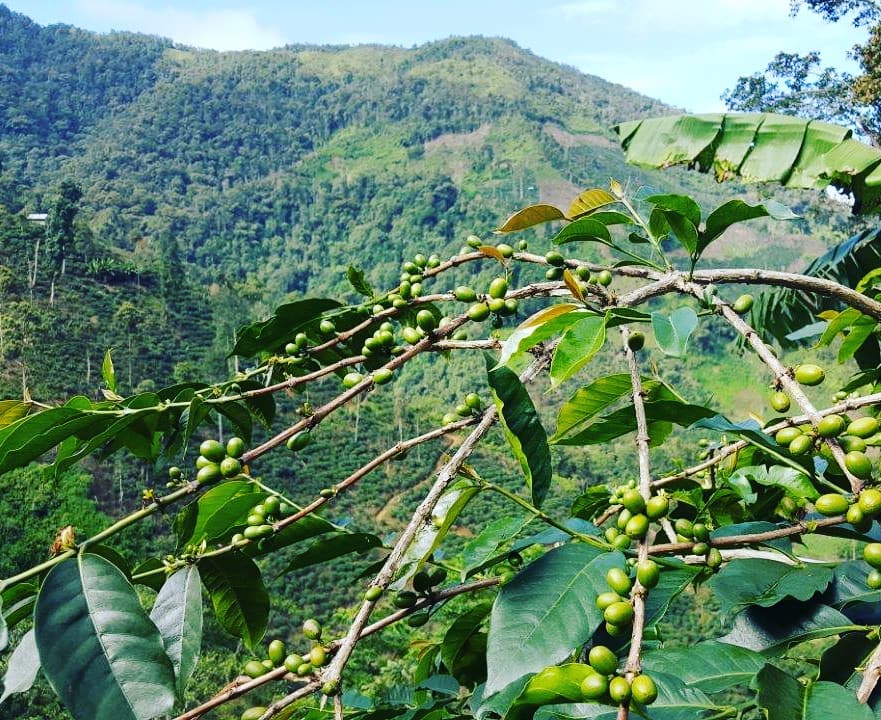 Menengok Potensi dan Keindahan Kopi Indonesia Lewat 4 Kebun Ini