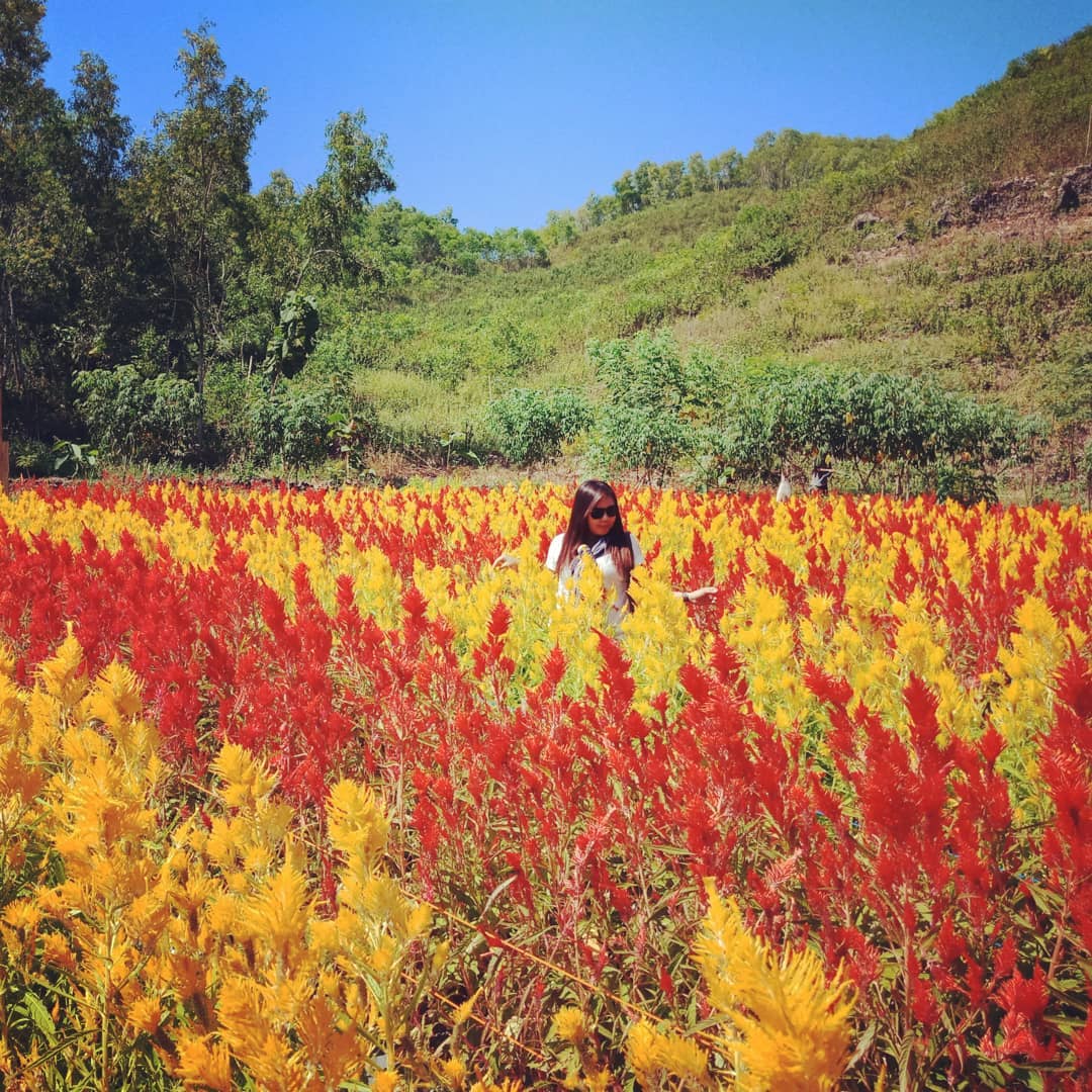Taman Bunga Celosia di Gunungkidul, Lautan Warna yang Menawan