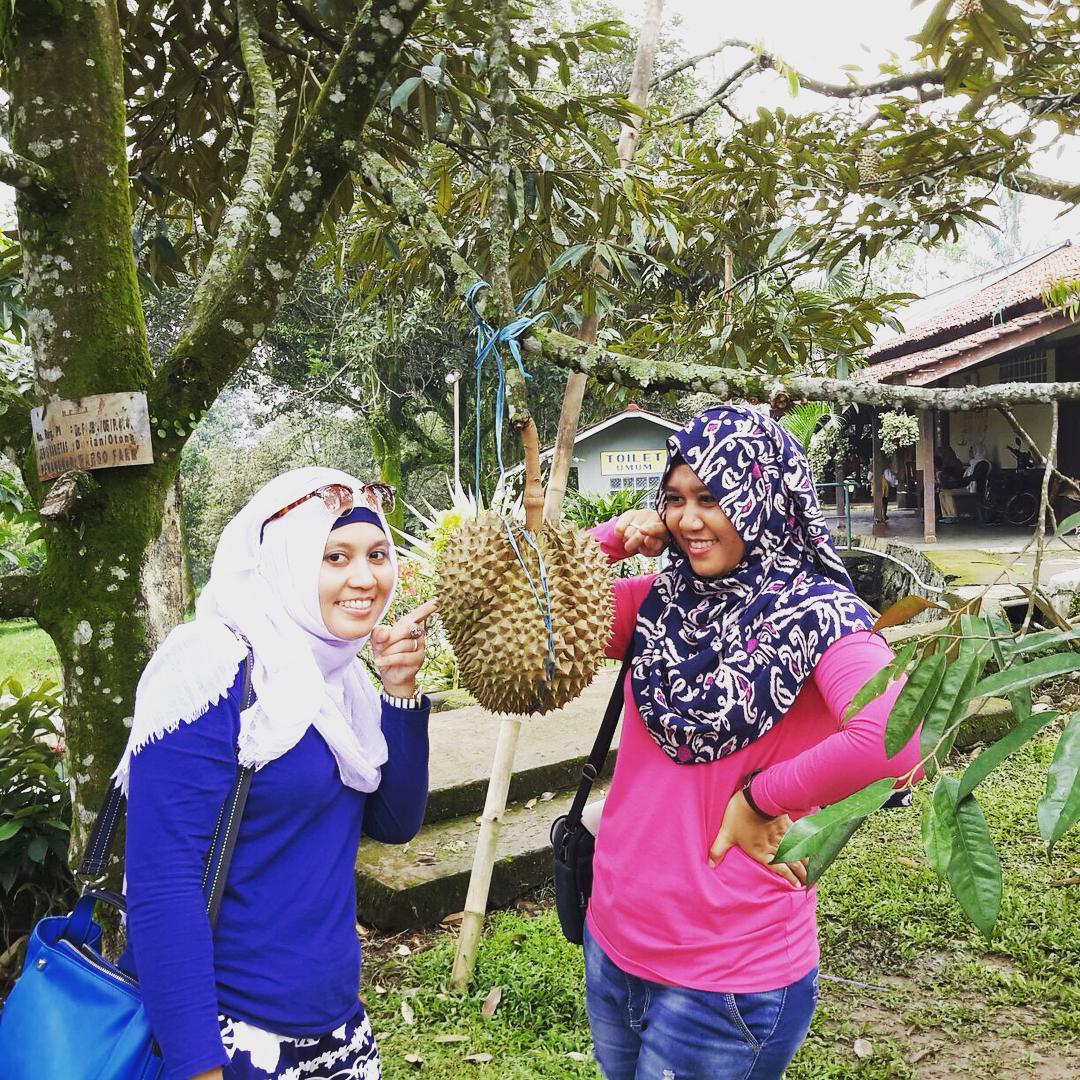 Warso Farm Durian, Makan dan Petik Langsung dari Pohonnya
