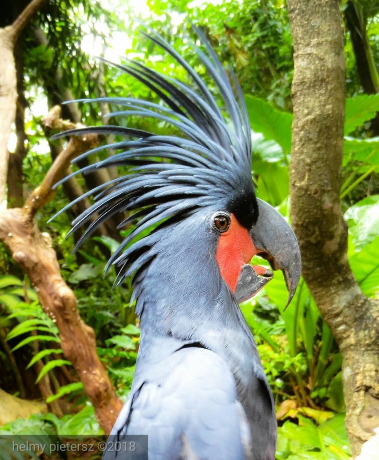 Molek nan Menawan, Deretan Burung Cantik Khas Indonesia