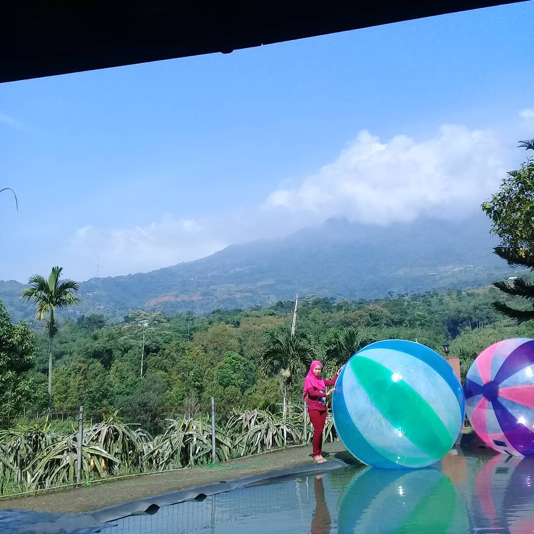 Warso Farm Durian, Makan dan Petik Langsung dari Pohonnya