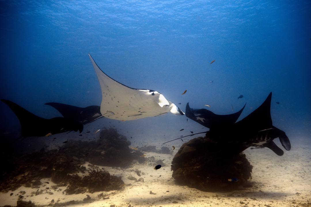 Aturan Menyelam di Manta Sandy Raja Ampat, Catat Baik-baik Traveler