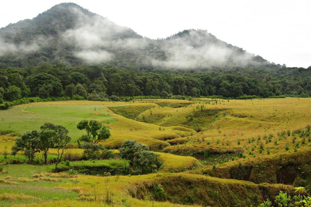Cagar Alam Tegal Panjang di Papandayan, Keindahannya Dilindungi Undang ...