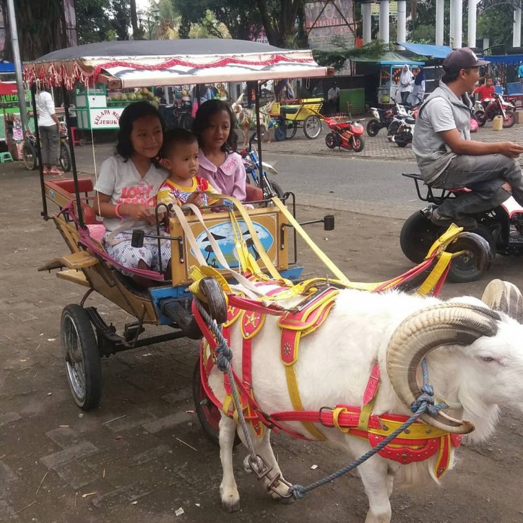 Deldom, Delman Mini Khas Garut yang Unik dan Ada-ada Saja