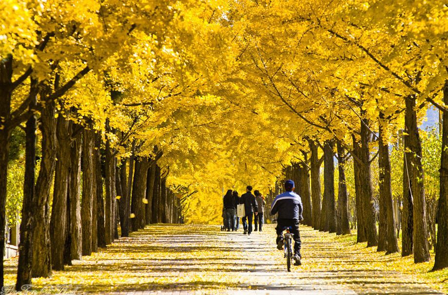 Wisata Musim Gugur di Korea Selatan, Pernah Jadi Lokasi Shooting Love ...