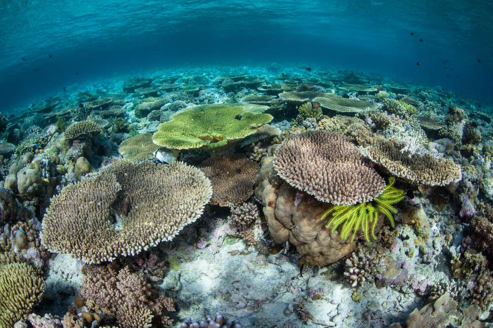 4 Cagar Biosfer UNESCO di Indonesia yang Terbaru, Keren!